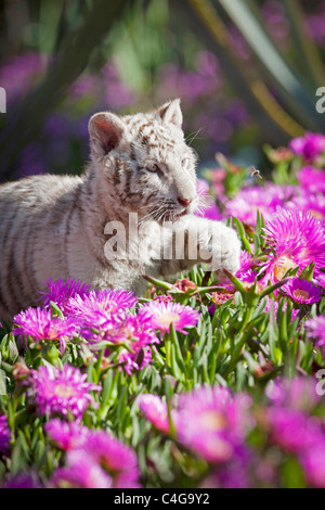 young white tiger between flowers / Panthera tigris Stock Photo - Alamy