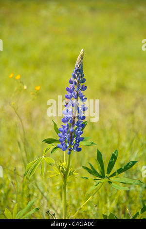 The nature of Poland, Polish flora, Polish wild flowers in the meadow ...