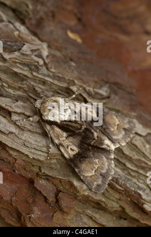 Alder Moth (Acronicta alni Stock Photo - Alamy