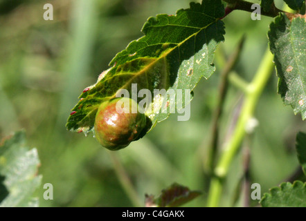 Fig Gall on a Wych Elm Leaf, Caused by an Aphid, Tetraneura ...