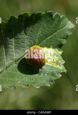 Fig Gall on a Wych Elm Leaf, Caused by an Aphid, Tetraneura ...