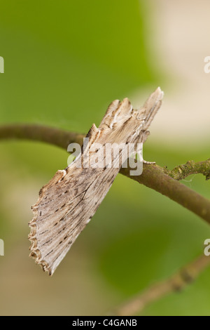 Pale prominent (Pterostoma palpina), Insects, Moths, Butterflies ...