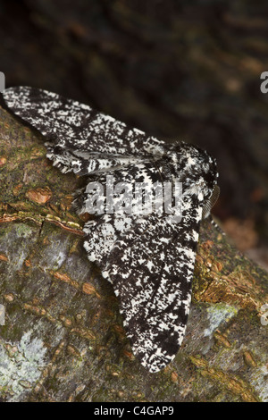 Peppered Moth (Biston betularia) Insecta Stock Photo - Alamy