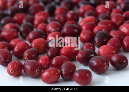 American Cranberry (Vaccinium macrocarpon, Oxycoccus macrocarpus ...