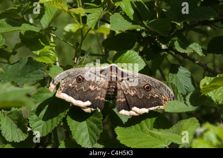 The largest European Moth, the Giant Peacock Moth, Saturnia pyri, in ...