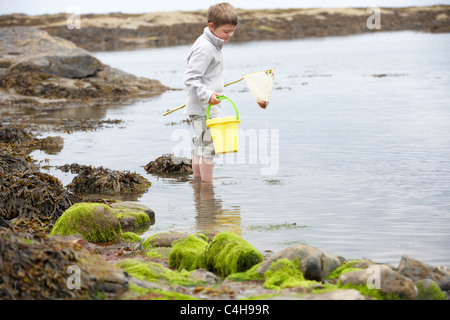 A young boy on the beach collecting seashells Stock Photo - Alamy