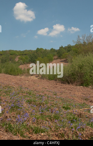 Woolbeding Common near Redford, Sussex, UK. April. Bluebells (Endymion ...