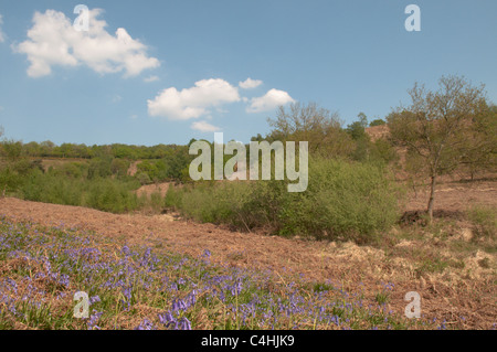 Woolbeding Common near Redford, Sussex, UK. April. Bluebells (Endymion ...