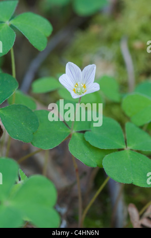 Woolbeding Common near Redford, Sussex, UK. April. Bluebells (Endymion ...