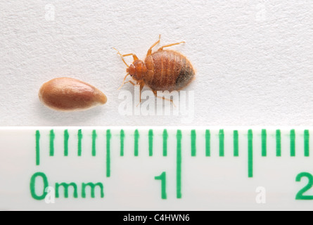 Bedbug, Common bedbug, Wall-louse (Cimex lectularius), on human skin ...