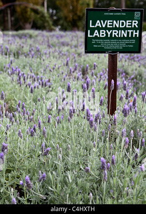 Lavender Labyrinth at Ashcombe Maze, Australia Stock Photo - Alamy