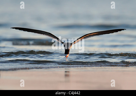 Black skimmer tern Rynchops niger skims the ocean for food at Clam Pass ...