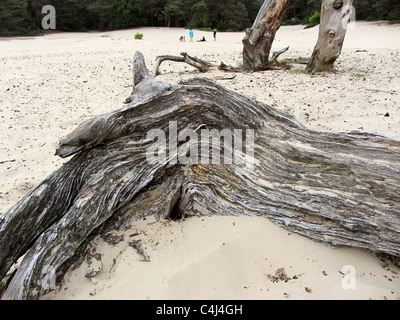Patterns on the stump of a dead tree, Veluwe, Netherlands Stock Photo ...