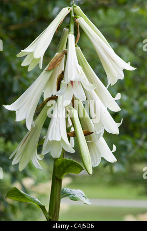 White, summer flowering for, of the trumpet regal lily, Lilium regale ...