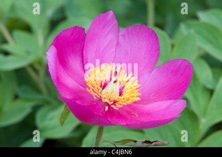 Paeonia officinalis ssp microcarpa Stock Photo - Alamy