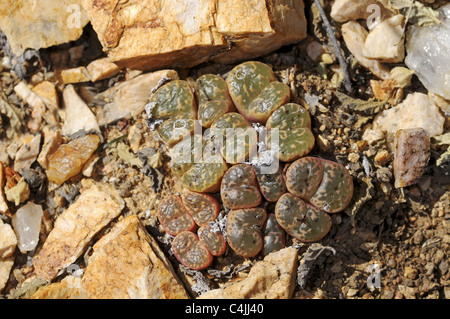 Conophytum plant (Conophytum sp Stock Photo - Alamy