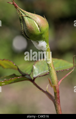 Cuckoo spit on rose Stock Photo - Alamy