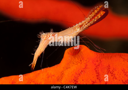 Rock shrimp Leander plumosus Sulawesi Indonesia Stock Photo - Alamy