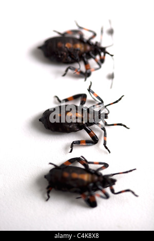 Chahuis or Xamoes Edible Beetle Mexico - An example of the strange or ...