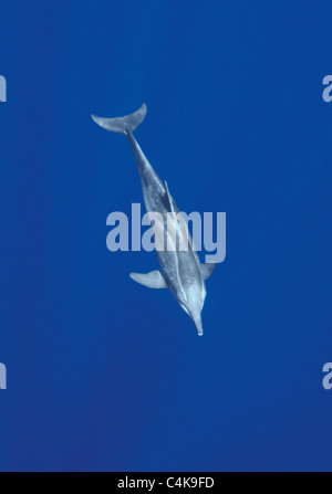 Rough-toothed Dolphin, Steno bredanensis, Pacific Ocean, Hawaii, USA ...