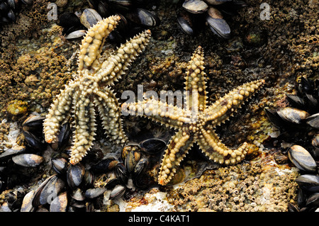 Spiny starfish (Marthasterias glacialis) sea star in a pool of water on ...