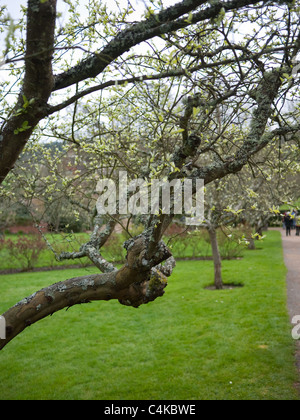 Large tree knot Stock Photo - Alamy