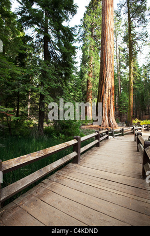 USA flag, Sequoia National Park Stock Photo - Alamy