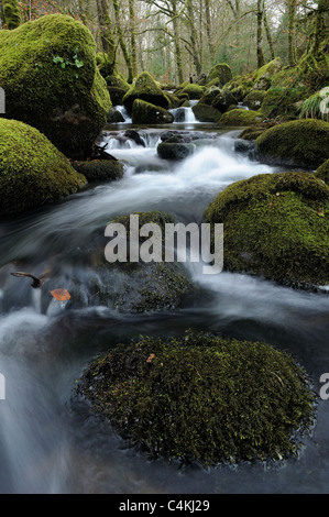 River Meavy near Burrator Reservoir on Dartmoor, Devon, flowing amongst ...