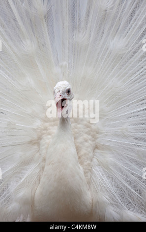 Close up of a white or leucistic Pheasant. Scientific name: Phasianus ...