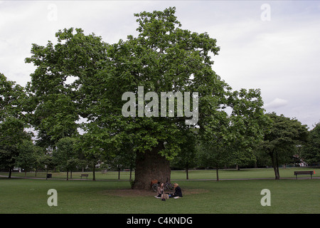 Large old London Plane tree planted 1790 shading square in historic ...