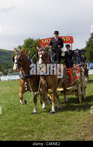 Shire Horses pulling a cart at a show in England Stock Photo - Alamy