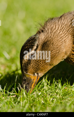 Mallard [ Anas platyrhynchos ] Female bird on a rock in the River ...