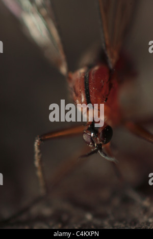 empid fly flies empis tesselata irish insects british invertebrates ...