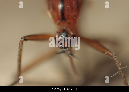 empid fly flies empis tesselata irish insects british invertebrates ...
