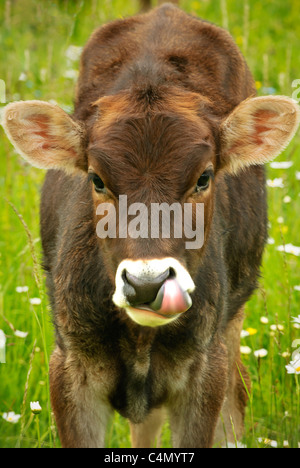 Domestic Cattle, Holstein cow licking newly born Red Holstein bull calf ...