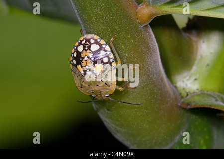 Stink Bug nymph - Chinavia marginata Stock Photo - Alamy