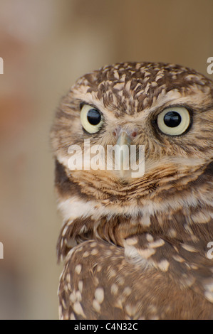 Burrowing Owl an endangered species, Canada Stock Photo - Alamy