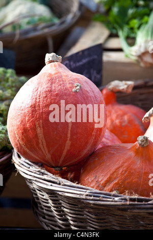 Basket with fresh pumpkins and squashes in forest Stock Photo - Alamy