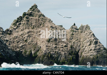 Little Skellig Island, Major colony for Northern Gannets (Sula bassana ...
