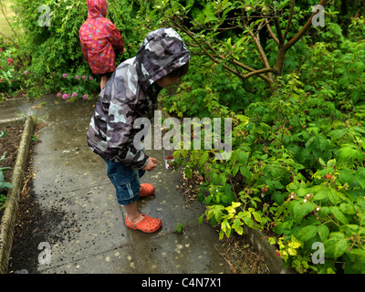 Brother And Sister Picking Raspberries In The Rain In Garden England ...