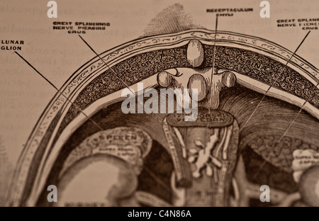 Anatomy Descriptive and Surgical Copyright 1883 Gray's Anatomy Henry ...