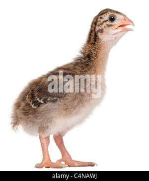 Chick (8 days old) standing in grass with Easter eggs Stock Photo - Alamy