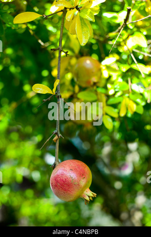 Fruits of pomegranate on a tree in Montenegro Stock Photo - Alamy