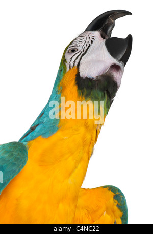 Yellow and blue Macaw parrot in Pantanal looking at camera, Brazil ...