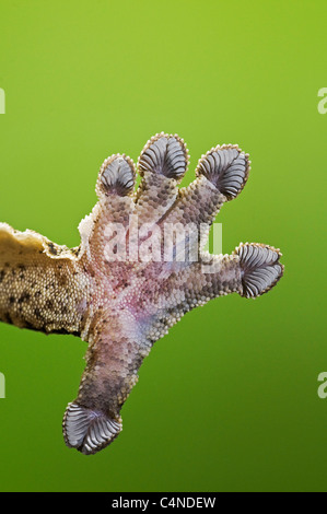 Close-up of the underside of foot of Leaf-tailed gecko {Uroplatus ...