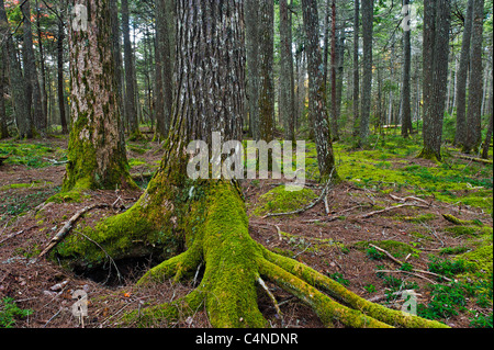 old growth forest, eastern hemlock and eastern white cedar trees ...