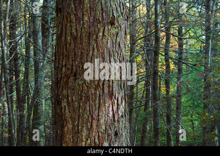 old growth forest, eastern hemlock and eastern white cedar trees ...