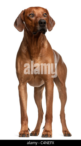 An old Rhodesian Ridgeback dog Stock Photo - Alamy