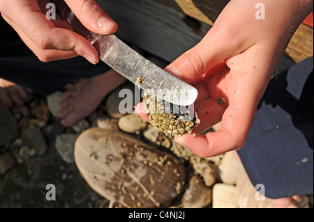 Cleaning fresh mussels shellfish from the beach preparing to be cooked ...