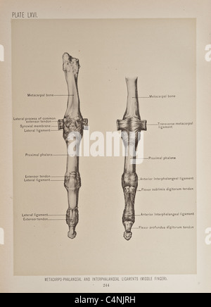 John B Deaver Surgical Anatomy copyright 1899 Stock Photo - Alamy